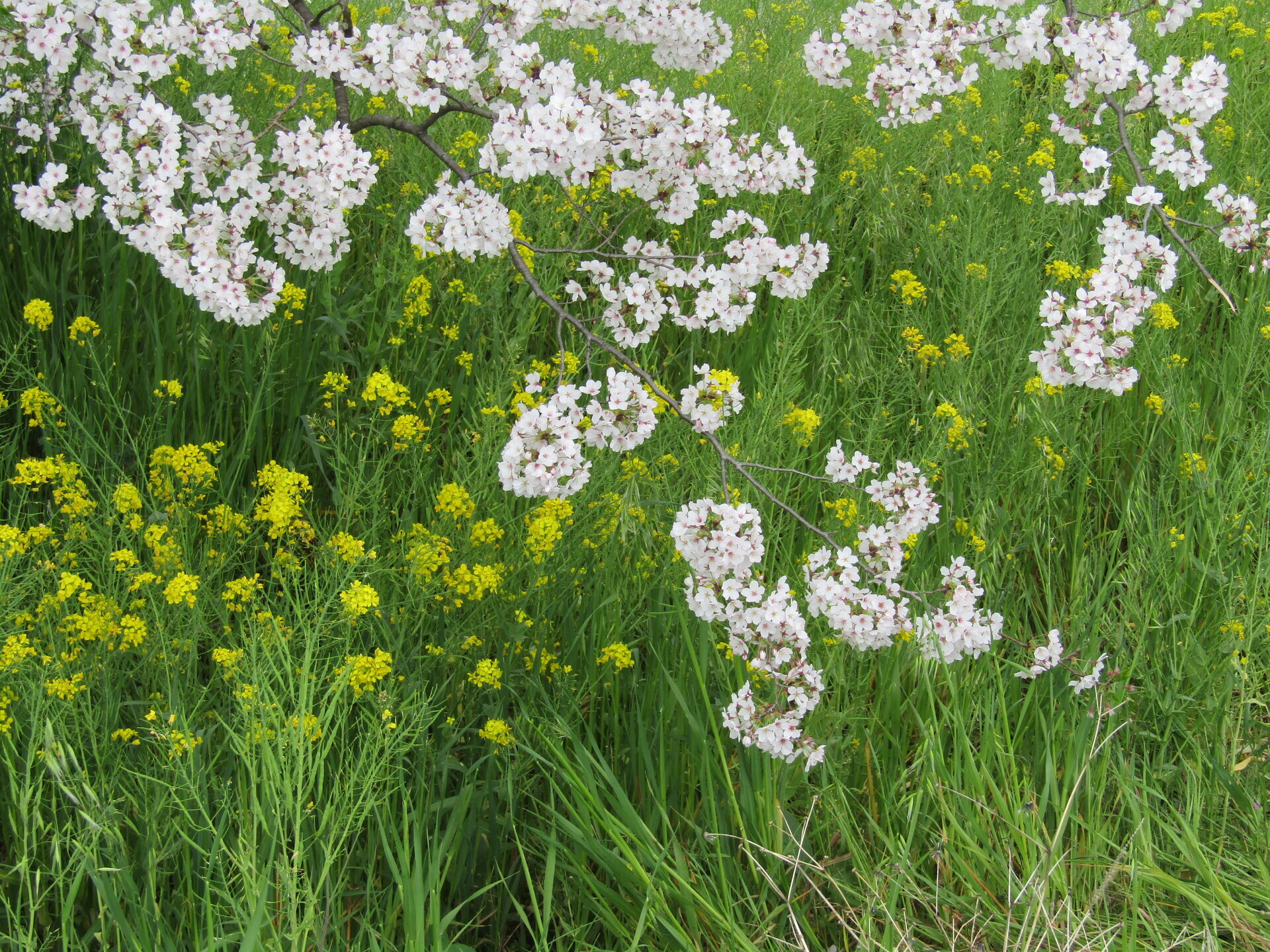 アップルペイ: 里山のキジオ