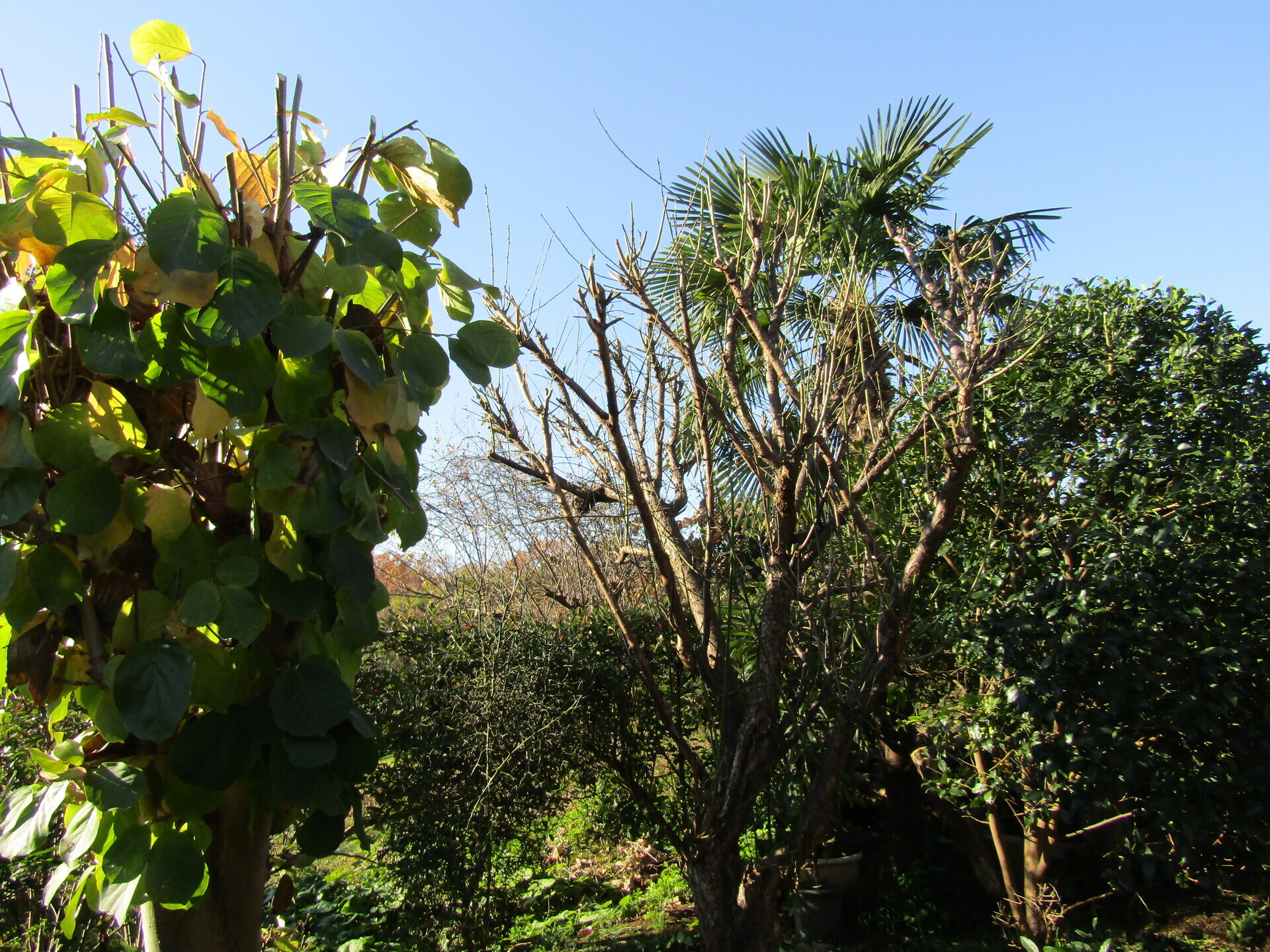 庭木の枝落とし: 里山のキジオ